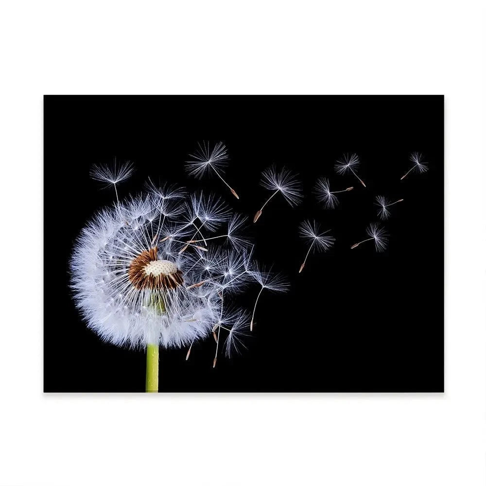 Dandelion Canvas Print