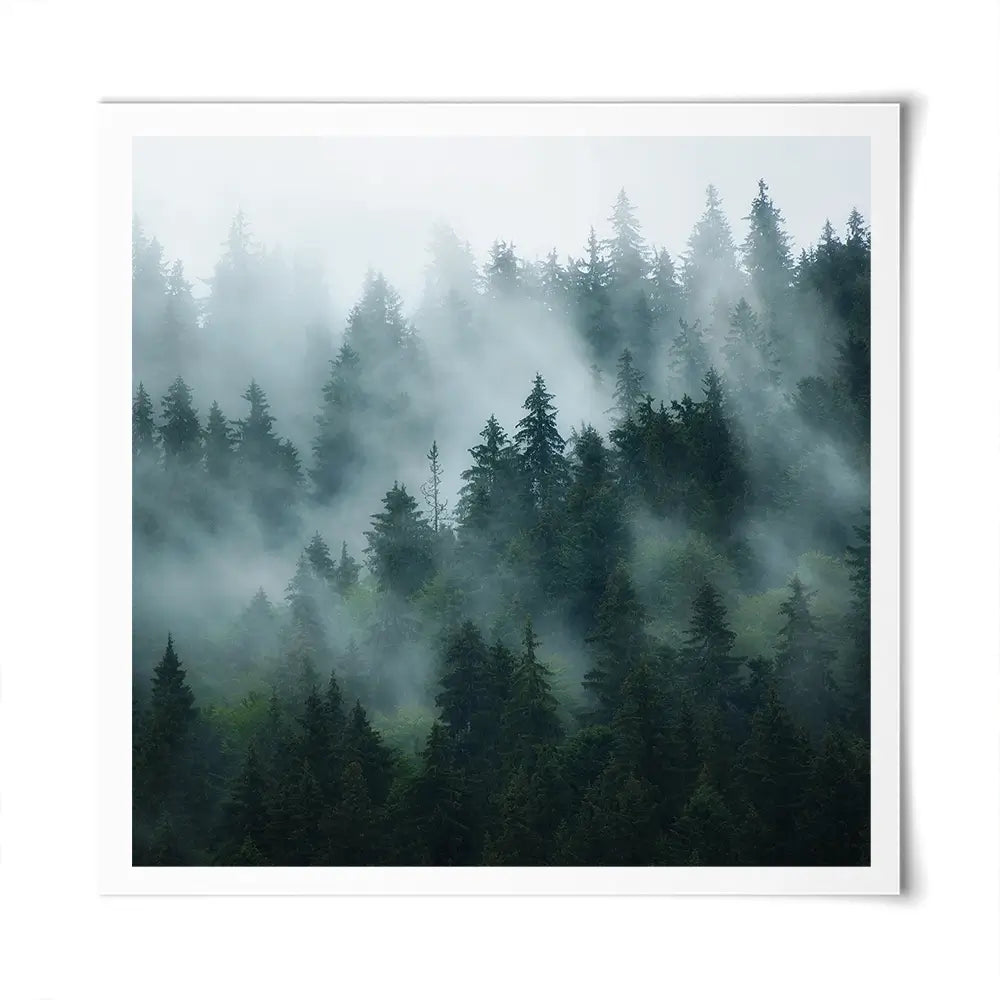 Fir Forest Square Art Print