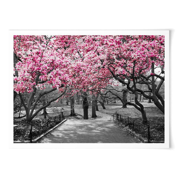 Pink Blossom Trees Art Print – Art Print Shop