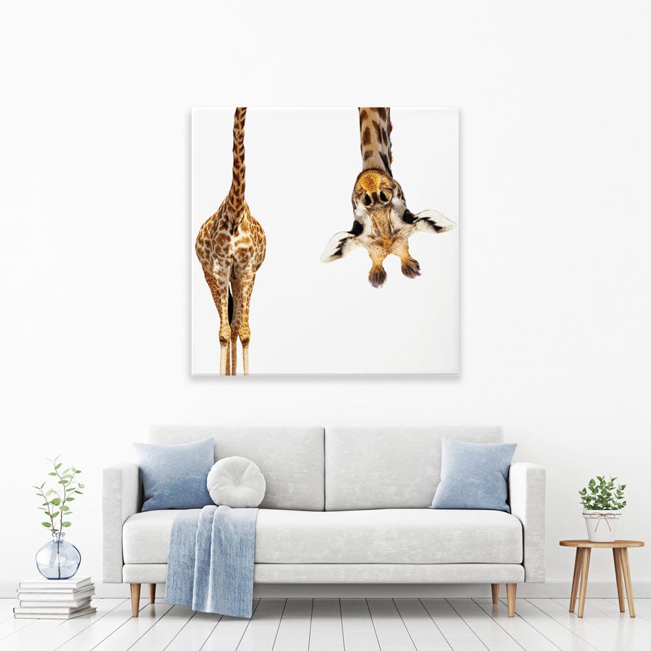 Upside Down Giraffe Square Canvas Print