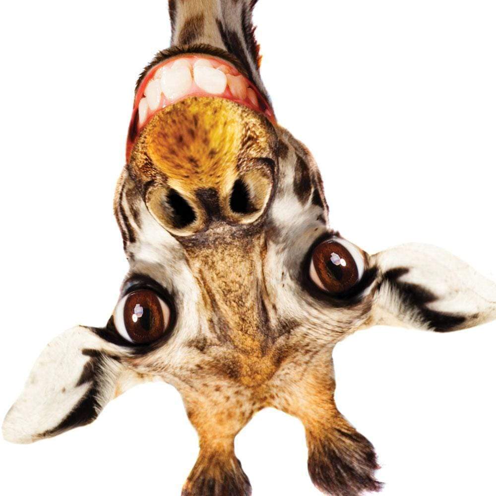 Happy Upside Down Giraffe Framed Art Print – Art Print Shop